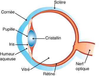 L’oeil : modélisation et fonctionnement - phychiers.fr